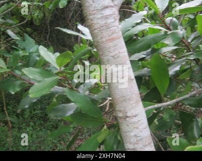 Cape beech (Rapanea melanophloeos) Wilderness National Park at the ...