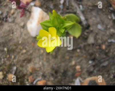 Common Yellowwort (Sebaea exacoides) Rooiberg Jeep track in the ...
