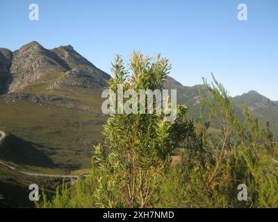 Gumleaf Conebush (Leucadendron eucalyptifolium) From Sputnik to the ...