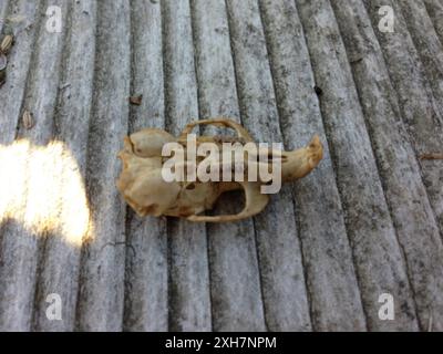California Vole (Microtus californicus) Mare Island Naval Complex ...