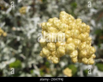 Honey Everlasting (Helichrysum patulum) Herolds Bay Cliff Paths Stock ...