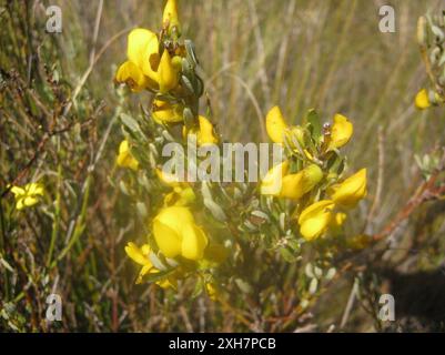 Mountain Honeybush (Cyclopia intermedia) De Hoek in the Groot Swartberg ...