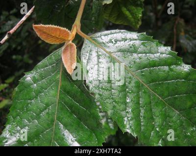 Assegai tree (Curtisia dentata) Eden, ZA-WC, ZA Stock Photo - Alamy