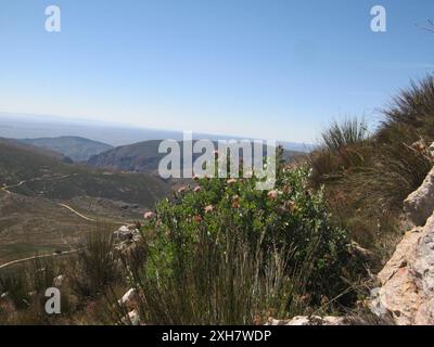 Water Sugarbush (Protea punctata) Waboomsberg in the Swartberg: On the ...