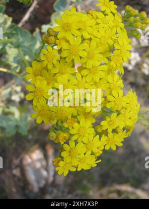Poorflower Babooncabbage (Othonna parviflora) Herold above Camfer ...