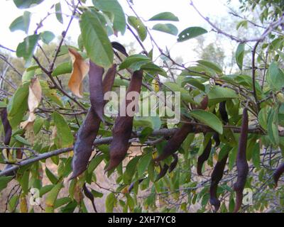 Sand Camwood (Baphia massaiensis) 423, Vilankulo: On Sasol pipeline ...