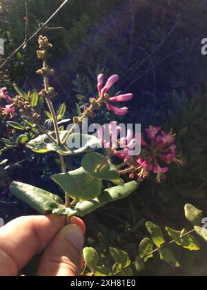 Pink Honeysuckle (Lonicera hispidula) San Pedro Valley County Park ...