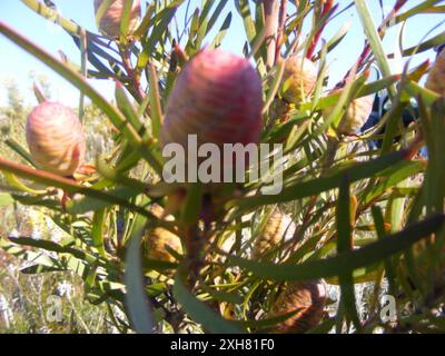 Gumleaf Conebush (Leucadendron eucalyptifolium) Rooiberg in the Gamka ...