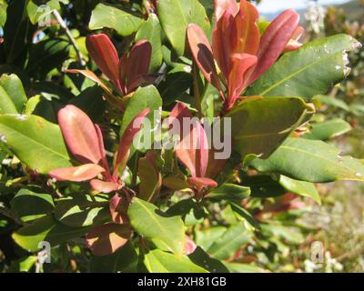 Cape beech (Rapanea melanophloeos) Windmeulnek in the Outenquas Stock ...
