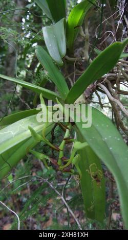 (Cyrtorchis arcuata arcuata) Strawberry Hill Fern Trail: On the drier ...