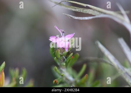 Alkali Heath (Frankenia salina Stock Photo - Alamy