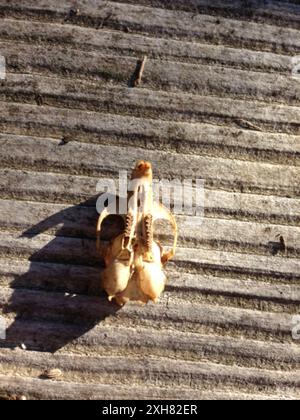 California Vole (Microtus californicus) Mare Island Naval Complex ...