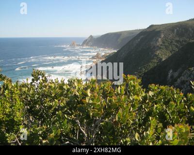 Cape Sumach (Colpoon compressum) Kranshoek Stock Photo - Alamy
