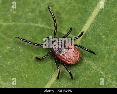 Western Black-legged Tick (Ixodes pacificus Stock Photo - Alamy