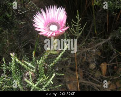 Cape everlasting (Phaenocoma prolifera) Lentelus on the northern side ...