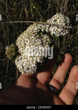 common yarrow (Achillea millefolium) San Francisco, California, United ...
