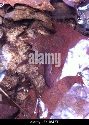 Red Salamander (Pseudotriton ruber) Ohio, US Stock Photo - Alamy