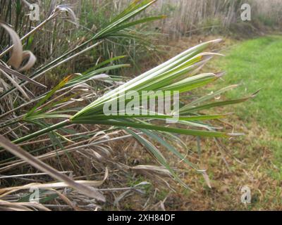 Mat Sedge (Cyperus textilis) Dune Molerat Reserve Stock Photo - Alamy