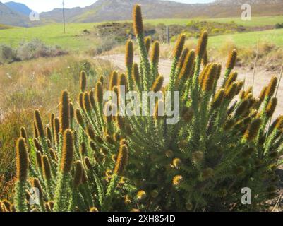 Foxy Slangbos (Stoebe alopecuroides) Northern side of the Langeberg ...