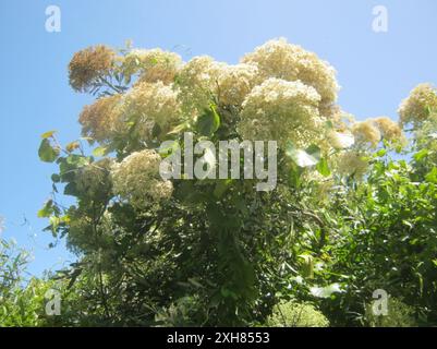 False Olive (Buddleja saligna) , Strawberry Hill: On the Fern Trail at ...