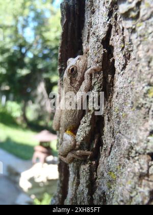 Cope's gray treefrog (Hyla chrysoscelis) calling, Blackbird State ...
