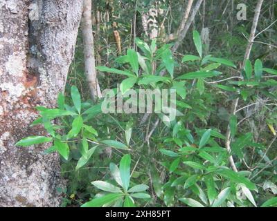 Knysna Boxwood (Gonioma kamassi) Strawberry Hill Fern Trail Stock Photo ...