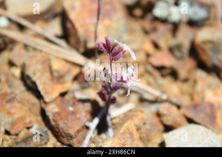 Mount Diablo jewelflower (Streptanthus hispidus) , California, US Stock ...