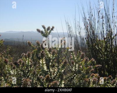 Honeyscent Sceptre (Paranomus roodebergensis) Rooiberg Pass on the ...