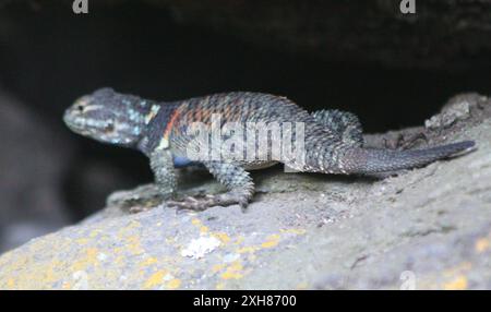 Crevice Swift (Sceloporus torquatus) Mexico City, Distrito Federal ...