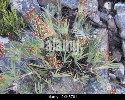 Bushirises (Nivenia) ^Liggies Trail^ Klein Swartberg Stock Photo - Alamy