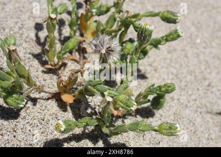 beach tidytips (Layia carnosa) California, US Stock Photo - Alamy