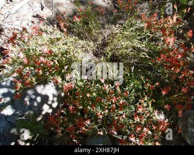 Paintbrushes (Castilleja) California, US Stock Photo - Alamy