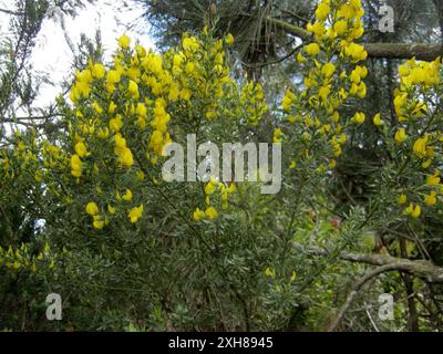 Vlei Honeybush (Cyclopia subternata) Louvain in the Outeniquas Stock ...