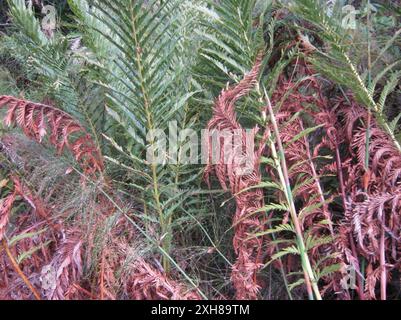 king fern (Todea barbara) Sleeping Beauty in the Langeberg: On the ...