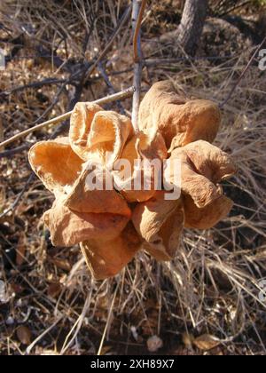 Common Star-Chestnut (Sterculia rogersii Stock Photo - Alamy