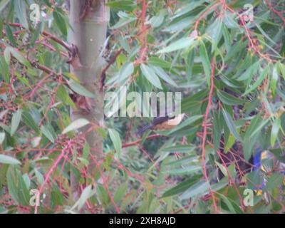 Cape Boubou (Laniarius ferrugineus ferrugineus) Hawequas Scout Ranch ...