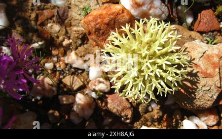 (Crassula columnaris columnaris) , Anysberg: Anysberg Nature Reserve ...