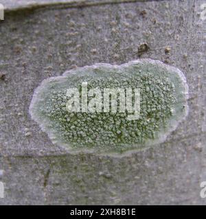 common lichens (Lecanoromycetes) Roodeplaat Farm (ARC), NE of Pretoria ...