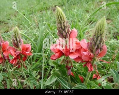 Bright Indigo (Indigofera sanguinea) , Ntinini Nature Reserve, southern ...