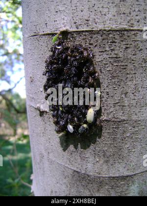 Stinkwood Leaf Beetles (Megaleruca) , Roodeplaat Farm (ARC), NE of ...