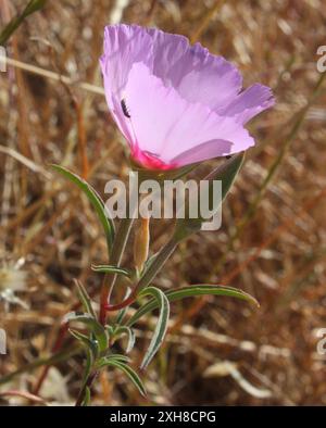 ruby chalice clarkia (Clarkia rubicunda) South San Francisco ...
