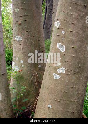 common lichens (Lecanoromycetes) Roodeplaat Farm (ARC), NE of Pretoria ...