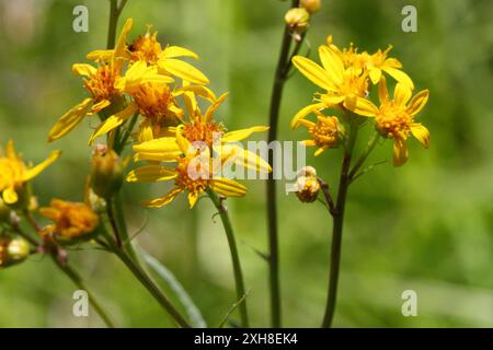 Arrowleaf Senecio (Senecio triangularis) sagehen creek fieldstation ...