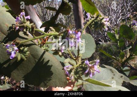 fiberglass plant (Wigandia urens) Bosque de Tlalpan, MX-DF, MX Stock ...