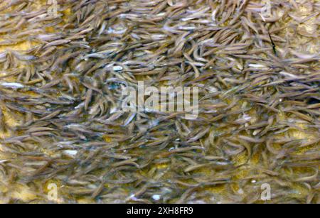 Mullets (Mugilidae) Tayrona Park Stock Photo - Alamy