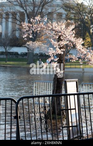 Stumpy, the viral social media cherry blossom tree, during its final ...