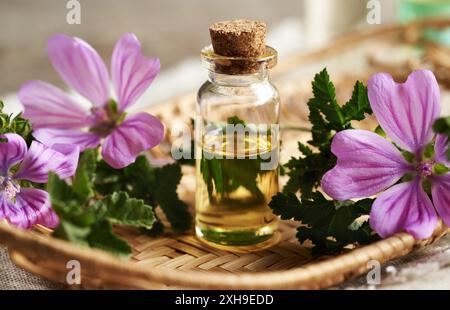 A bottle of common mallow essential oil with fresh blooming malva ...