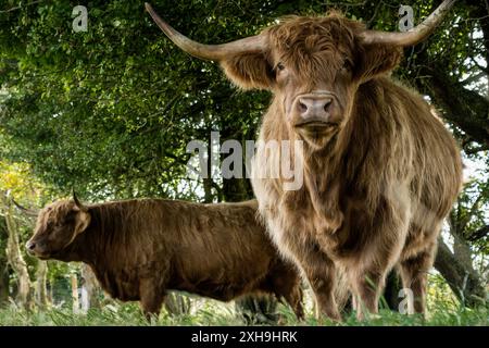 Colready Highland Cows Experience near Farthinghoe in Northamptonshire ...