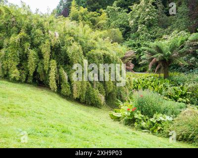 Indian fountain bamboo, Yushania anceps, in the valley garden at Trebah ...