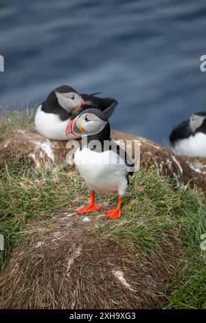 Atlantic puffins on grassy cliffs at Dyrhólaey, South Iceland, with one ...